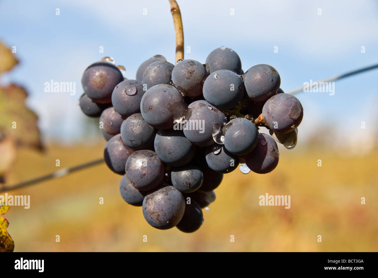 Bunch of grapes left unpicked during harvest in Chianti classico area ...