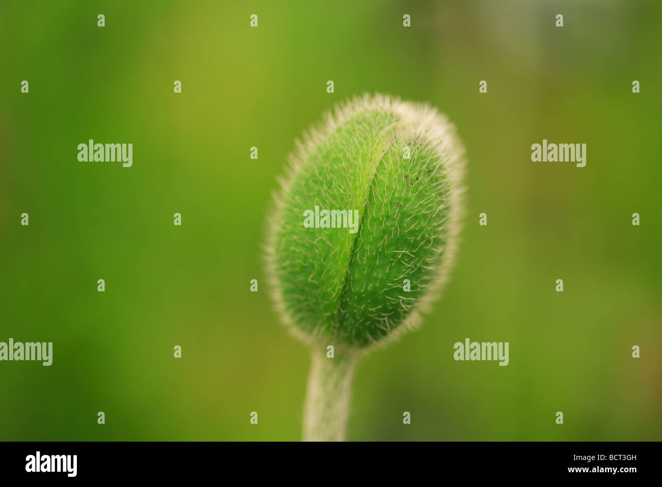 Poppy head close up Stock Photo - Alamy