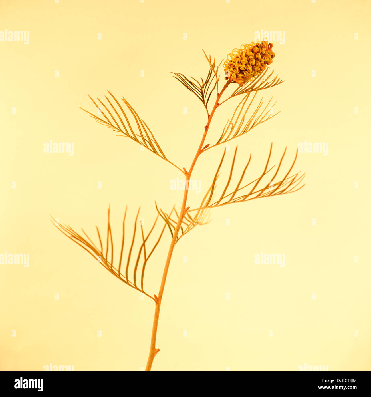 Wattle Fine Art Still Life