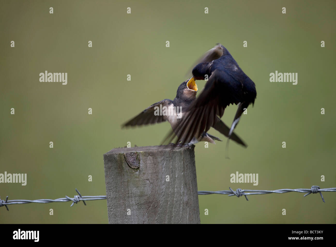 young Barn Swallow (Hirundo rustica) fledgling feeding time, perched on ...