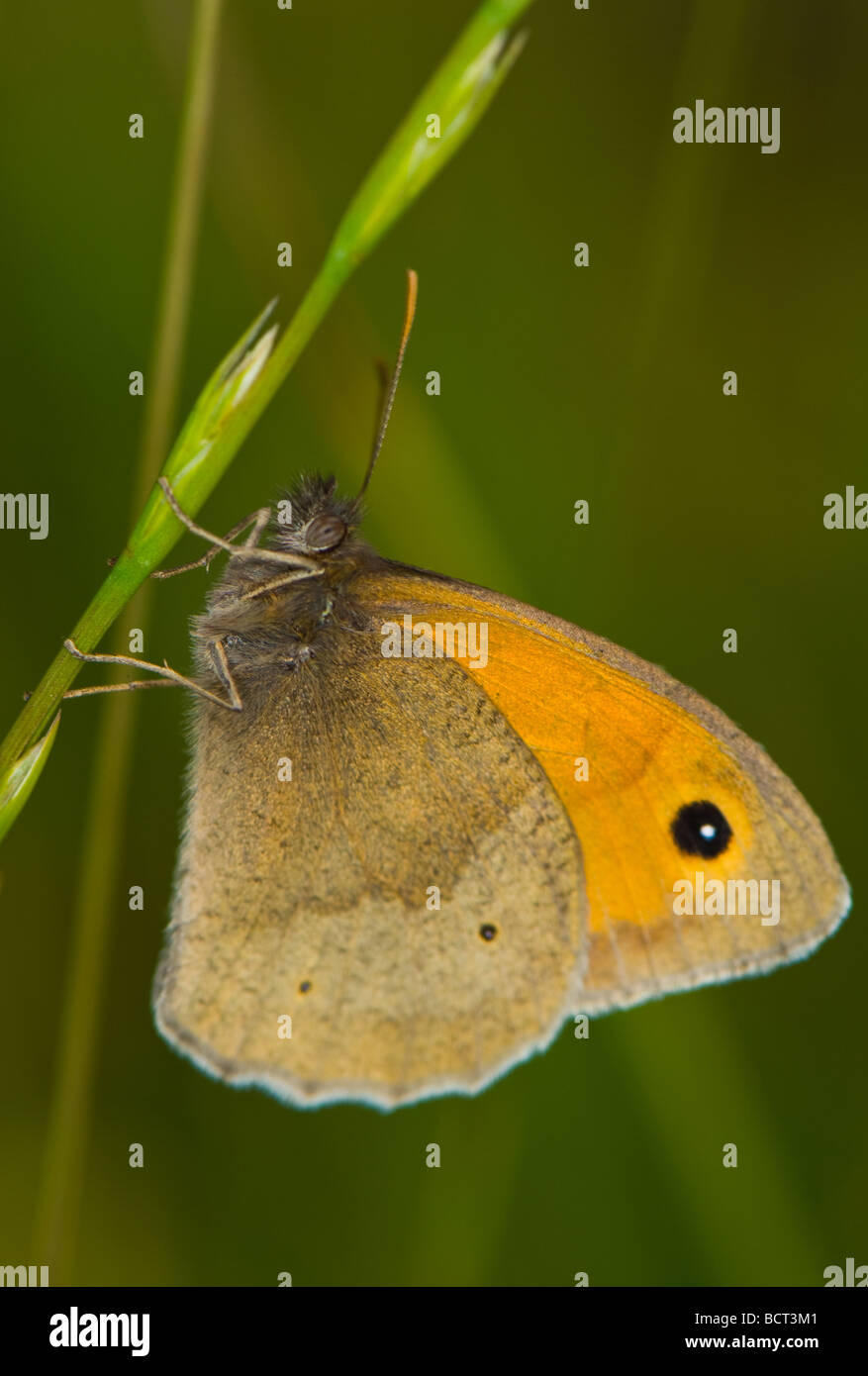 Hay meadows butterfly hi-res stock photography and images - Alamy