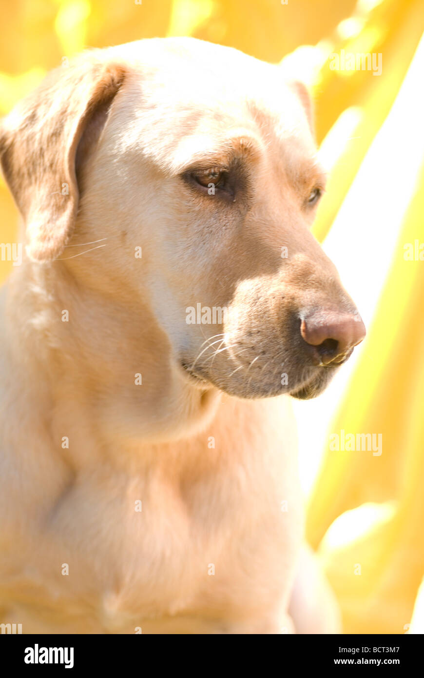 dog Labrador on yellow background Stock Photo - Alamy