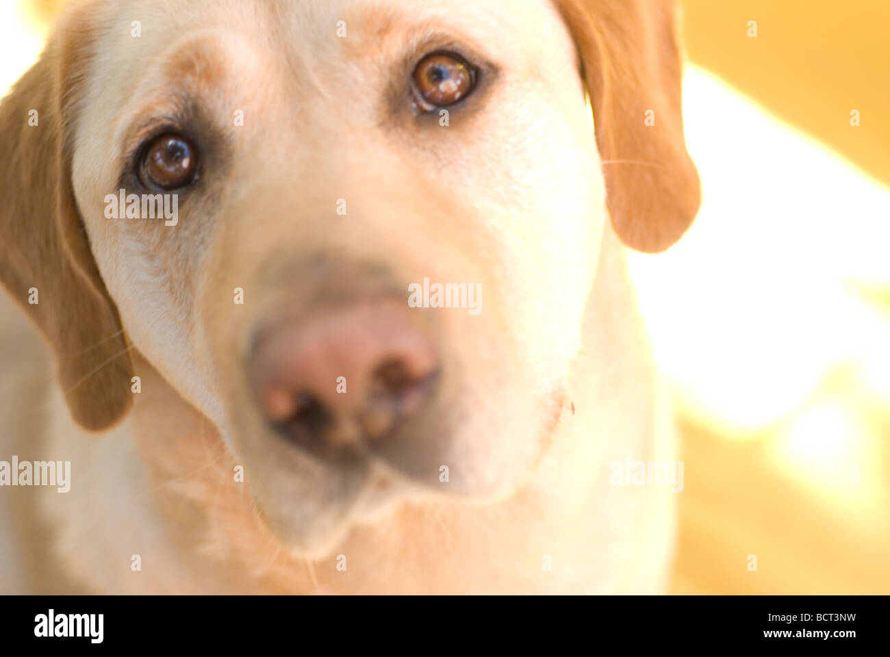Dog stretching leash hi-res stock photography and images - Alamy