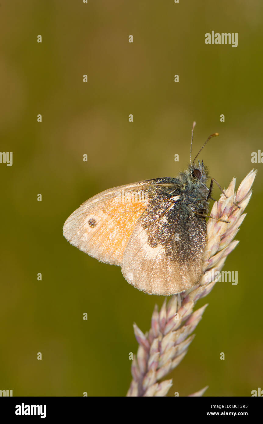 Hay meadows butterfly hi-res stock photography and images - Alamy