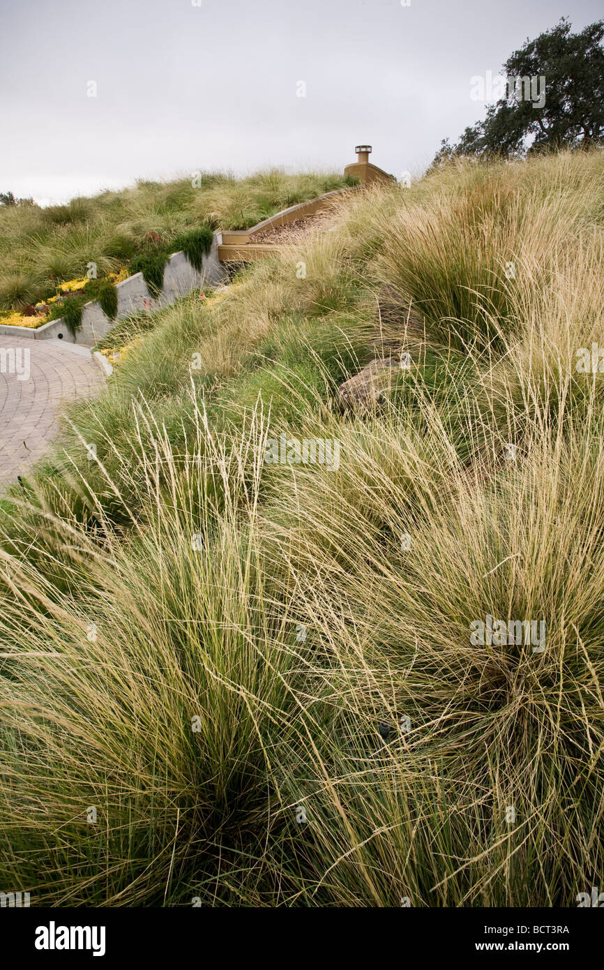 Festuca Californica Meadow