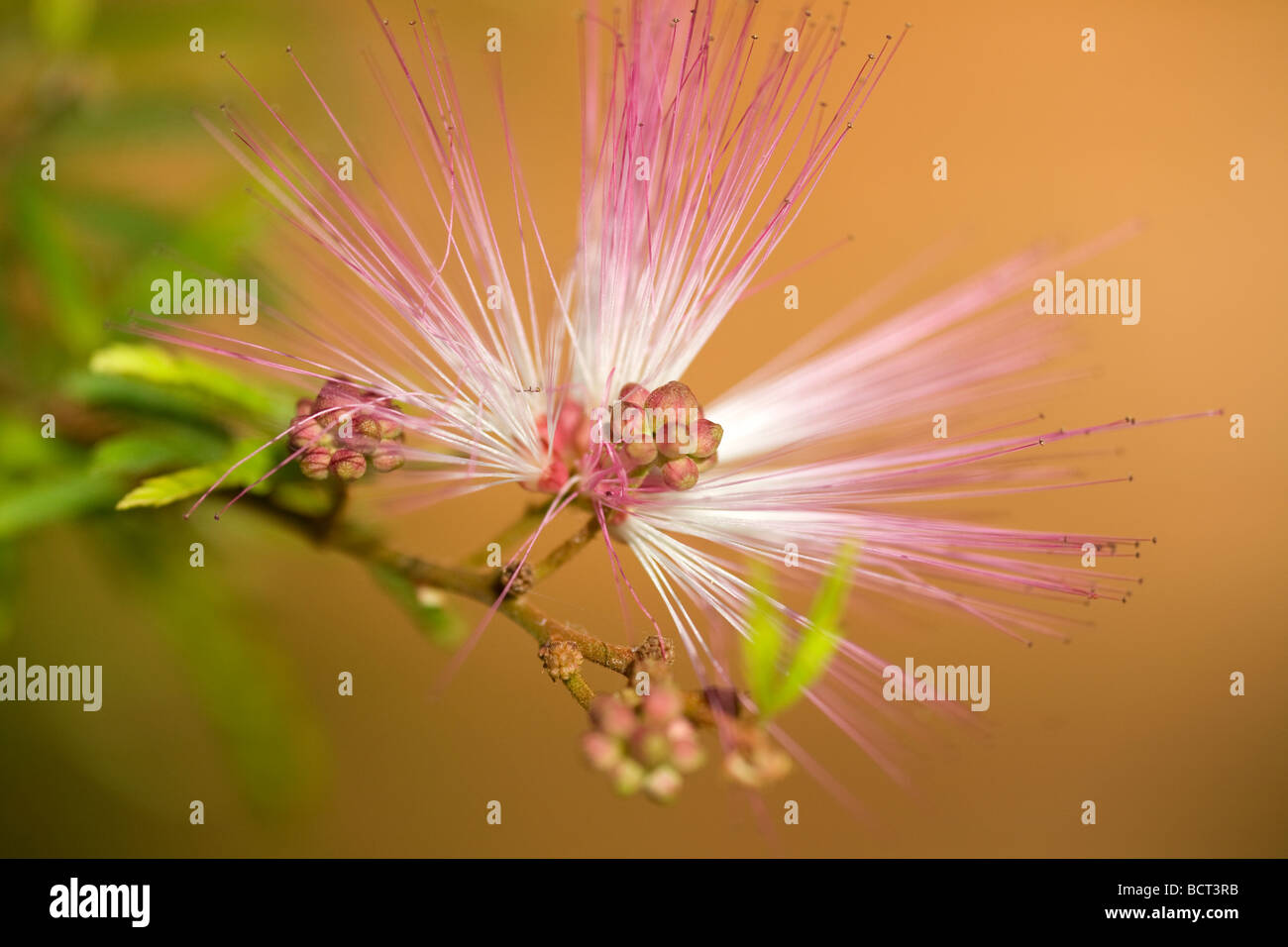 Calliandra tree hi-res stock photography and images - Alamy