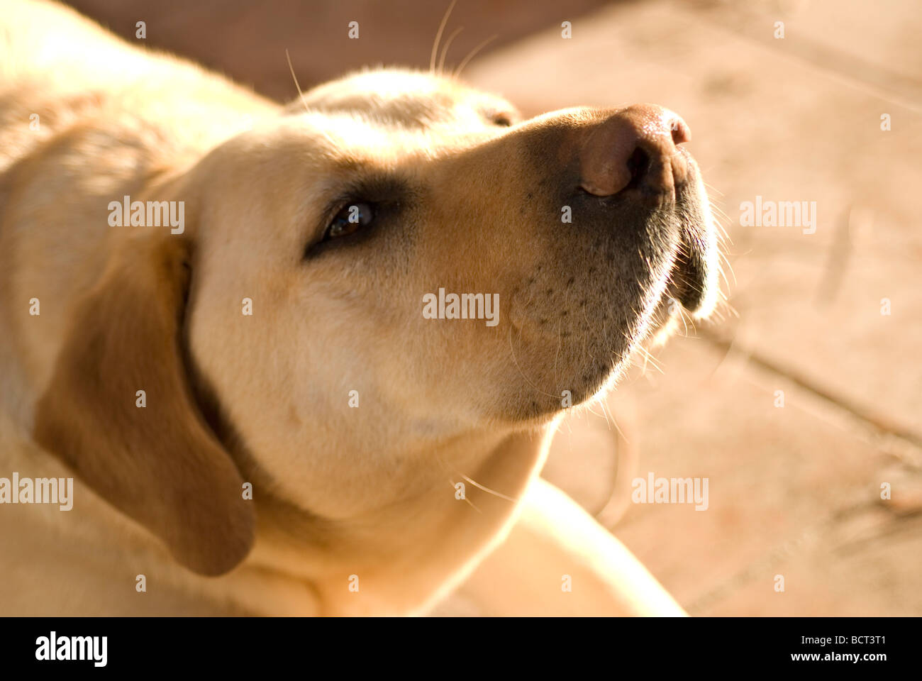 dog stretching - labrador Stock Photo - Alamy