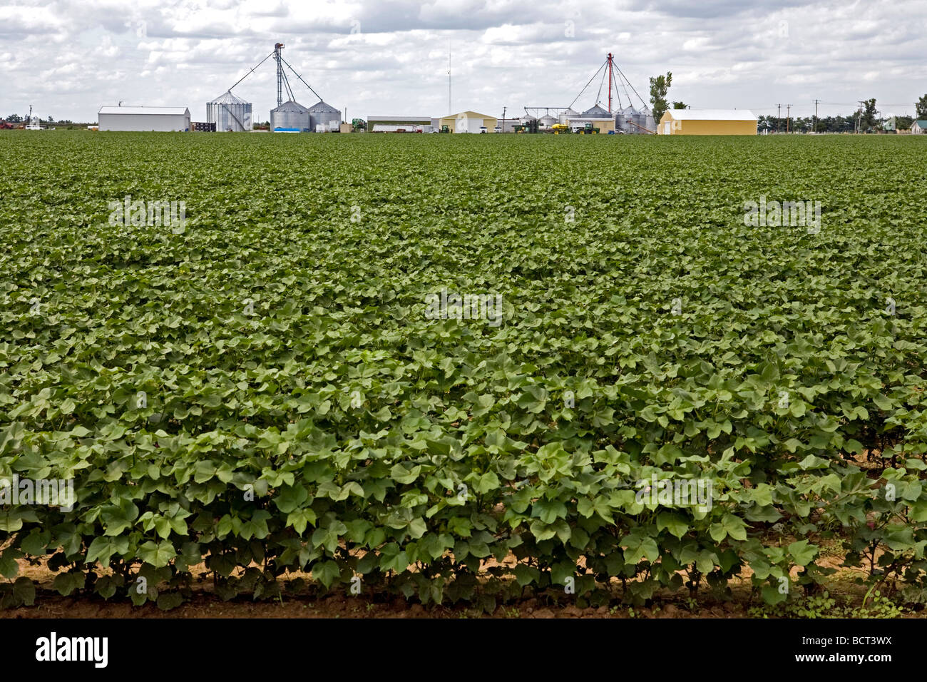 Cotton field and silos in north eastern Oklahoma Stock Photo - Alamy