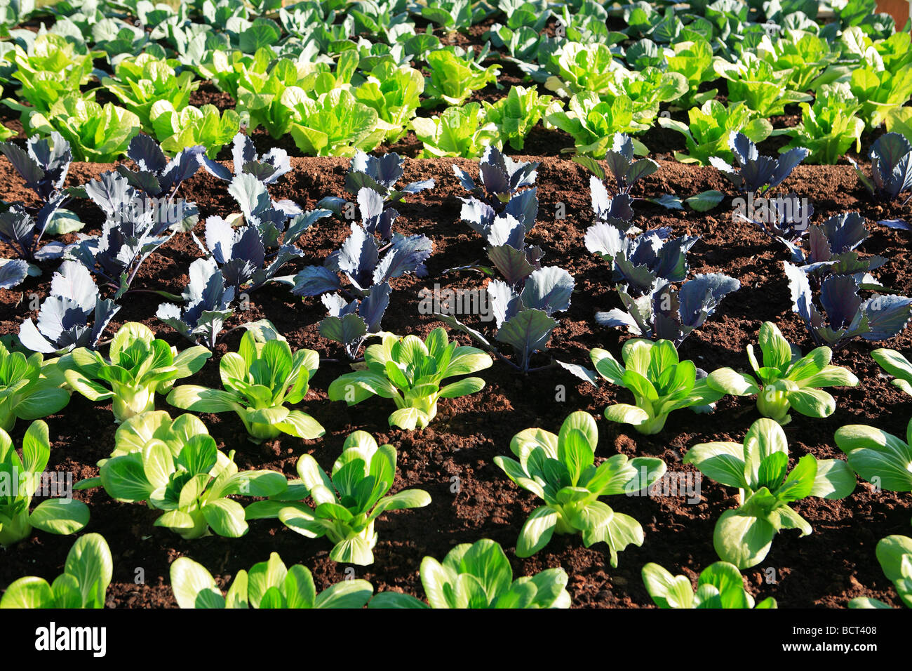 Bok choy soil hi-res stock photography and images - Alamy