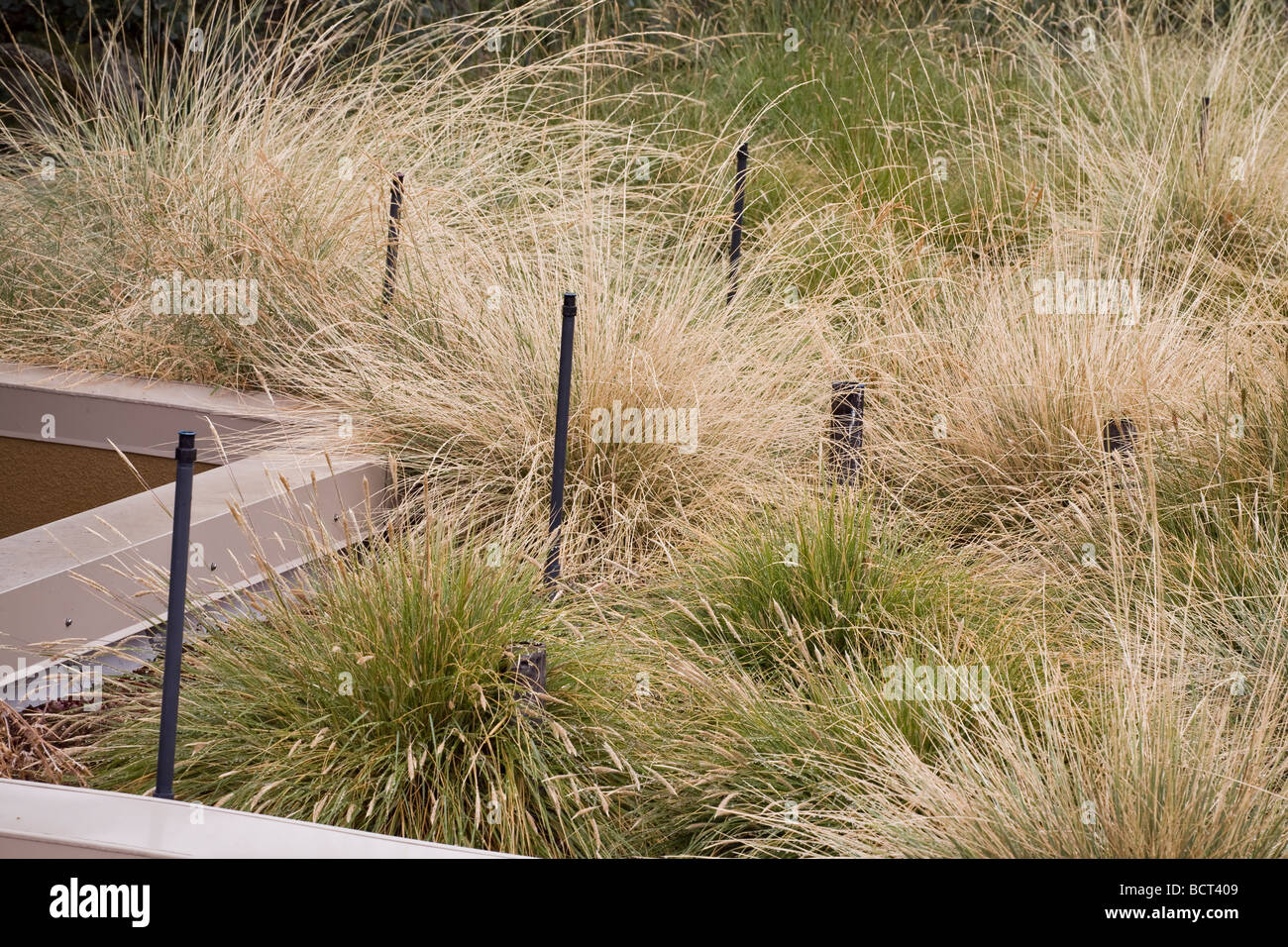 Grass meadow green roof garden for California home Stock Photo - Alamy