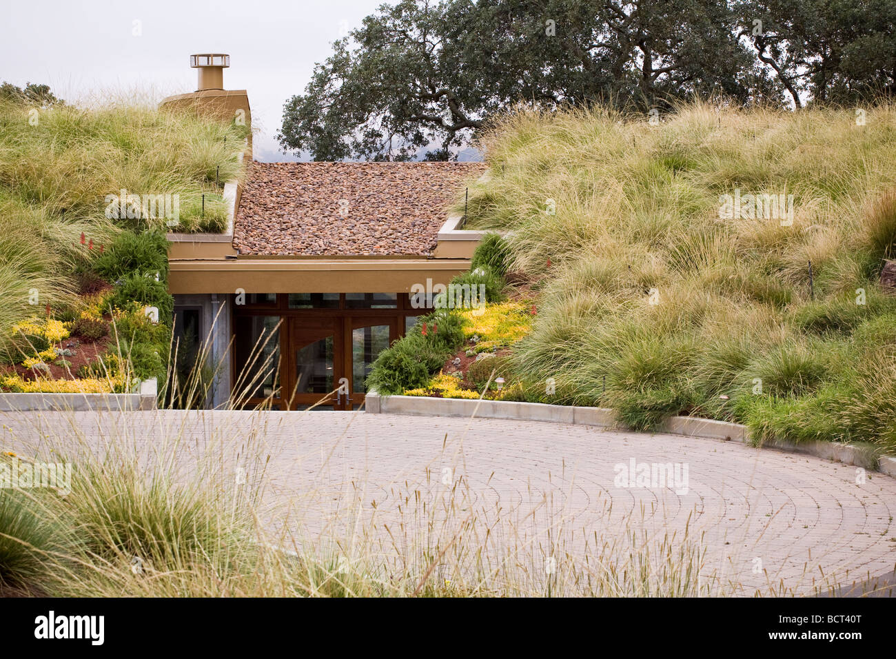 Grass Meadow Green Roof Garden On California Home With Atlas Fescue Festuca Mairei Brome