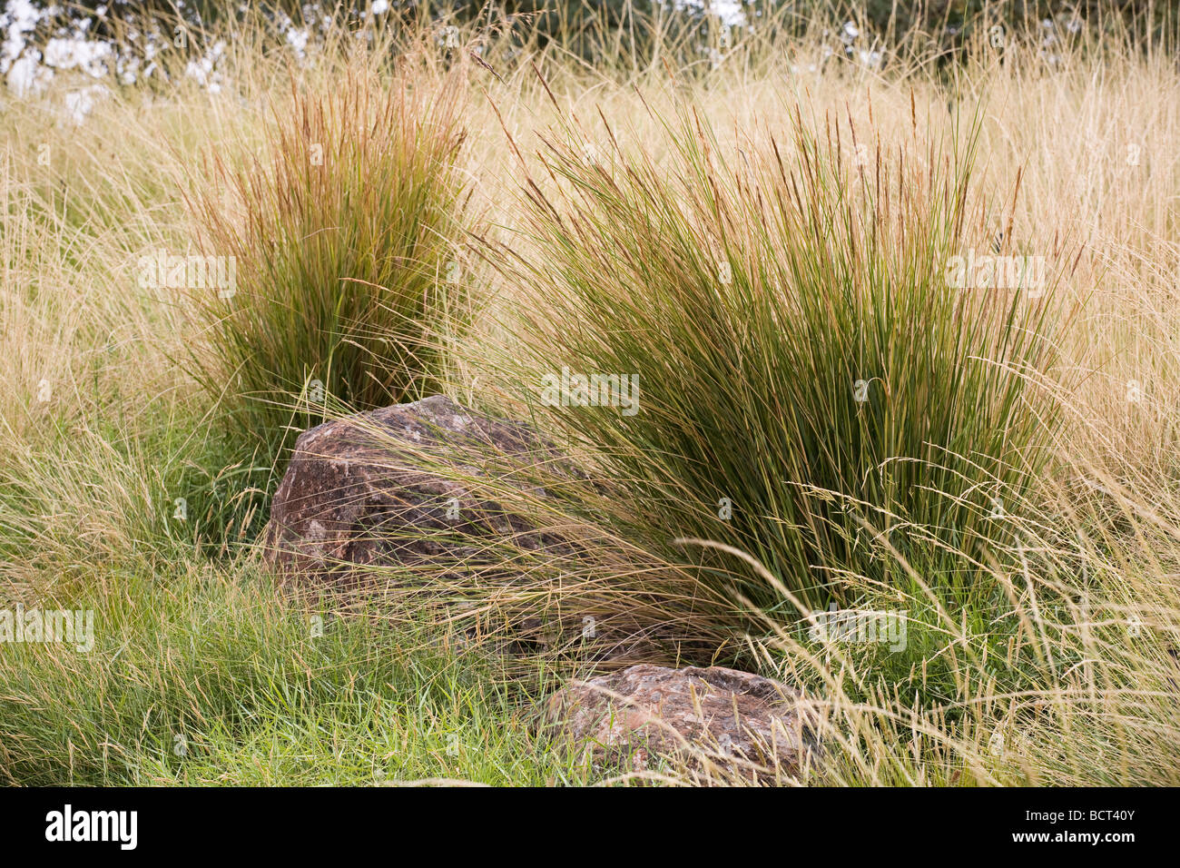Spartina bakeri Sand Cord Grass in meadow green roof garden for ...