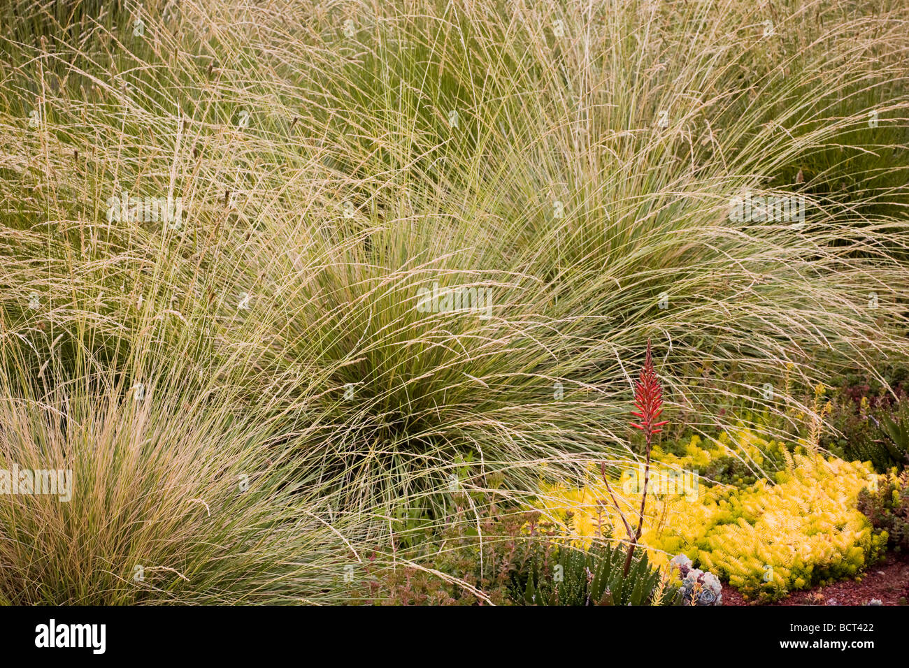 Festuca mairei Atlas Fescue in grass meadow green roof garden for ...