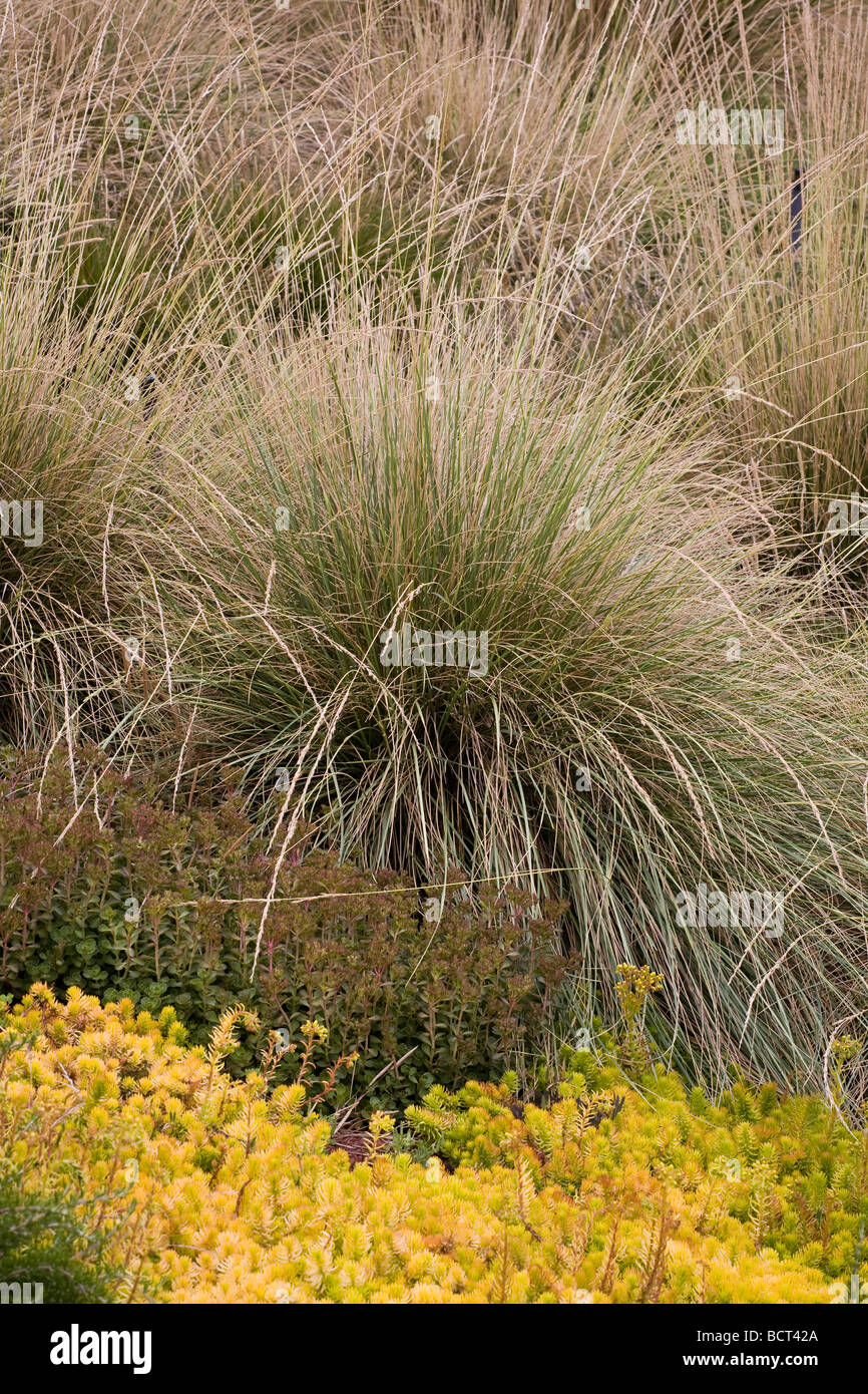 Festuca mairei hi-res stock photography and images - Alamy