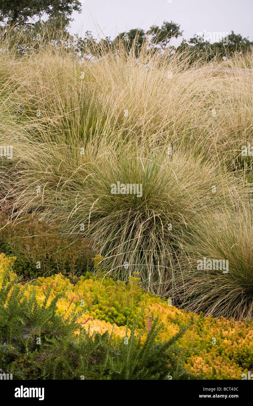 Festuca mairei Atlas Fescue flowering in grass meadow green roof garden ...