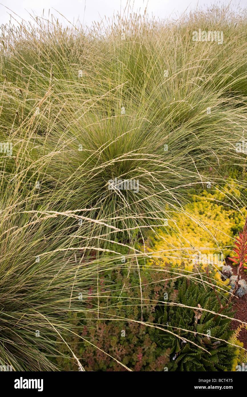 Festuca Mairei