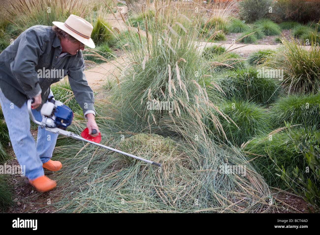 Meadow maintenance cutting back grass with power trimmer with John ...