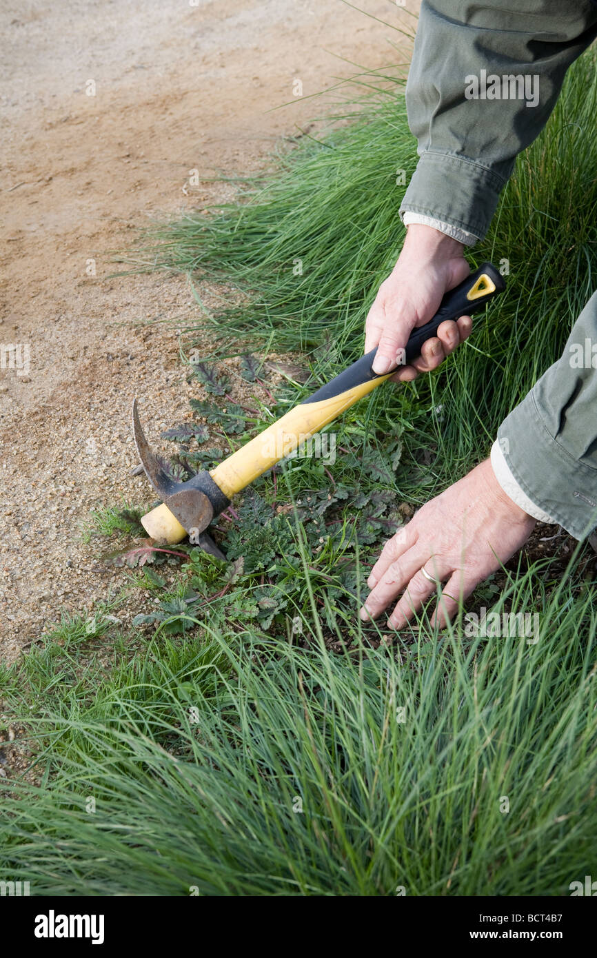 Meadow maintenance hand weeding with John Greenlee Stock Photo - Alamy