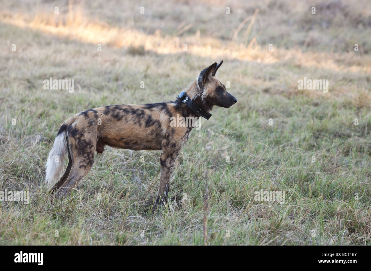 African Painted Hunting Dog, aka African Wild dog, wild, in the ...