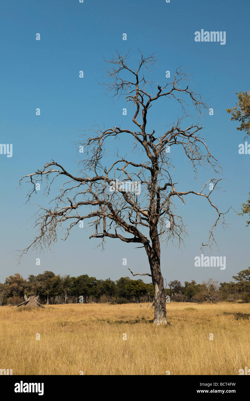 African tree in Botswana Stock Photo - Alamy