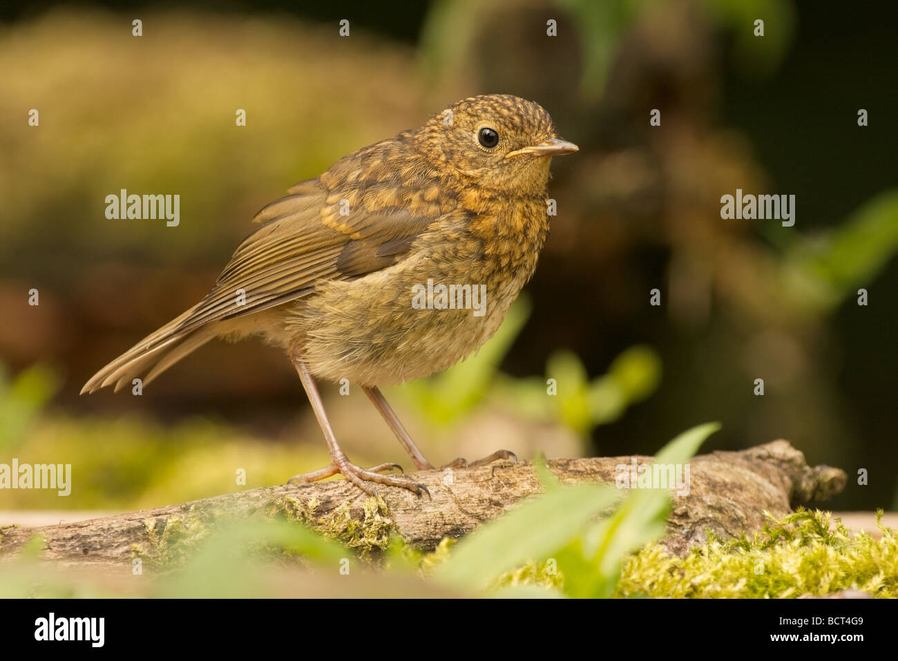 Songbird garden young juvenile immature landscape format leicestershire ...
