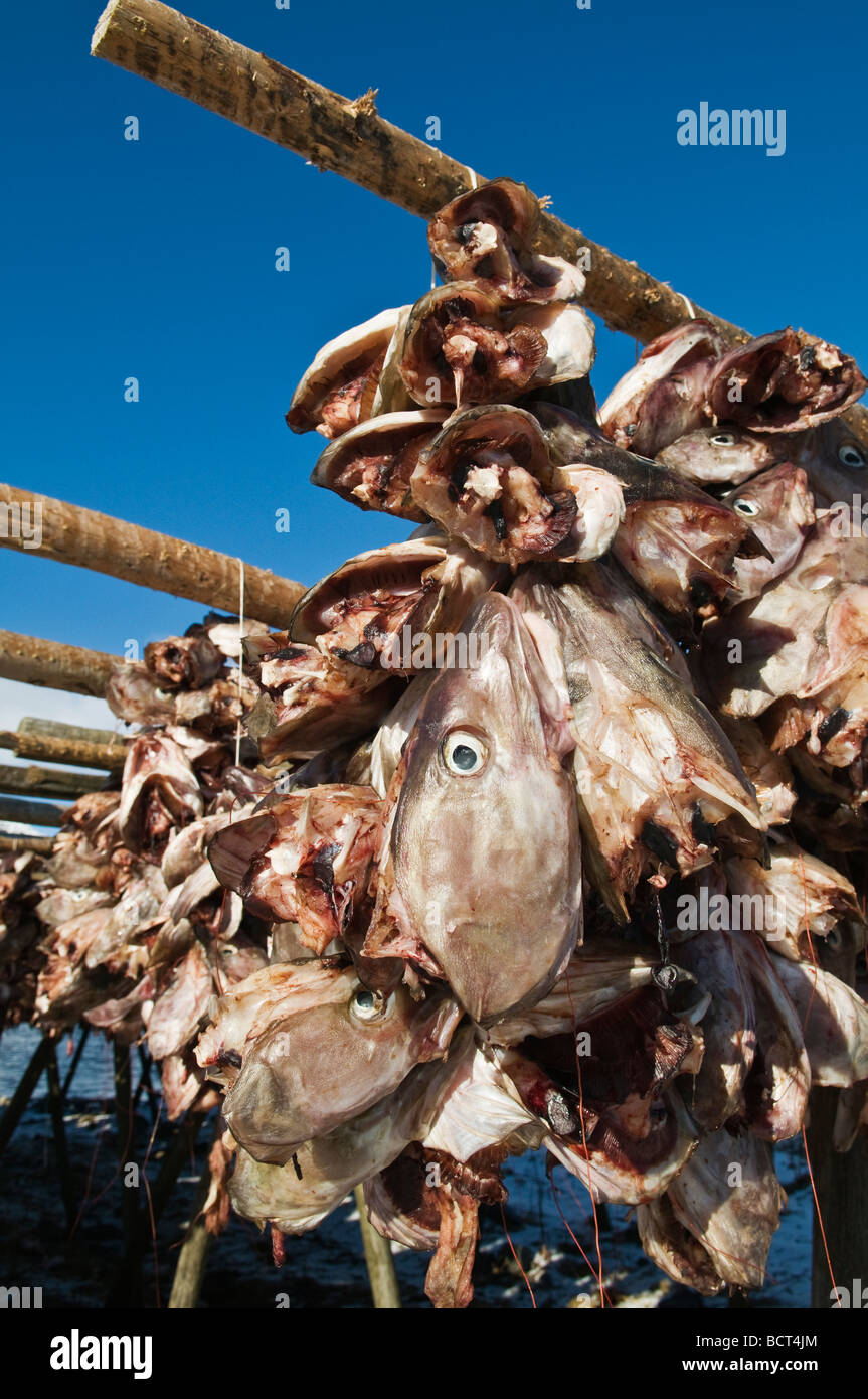 Cod Stockfish heads hang to dry in cold winter air, Lofoten islands ...