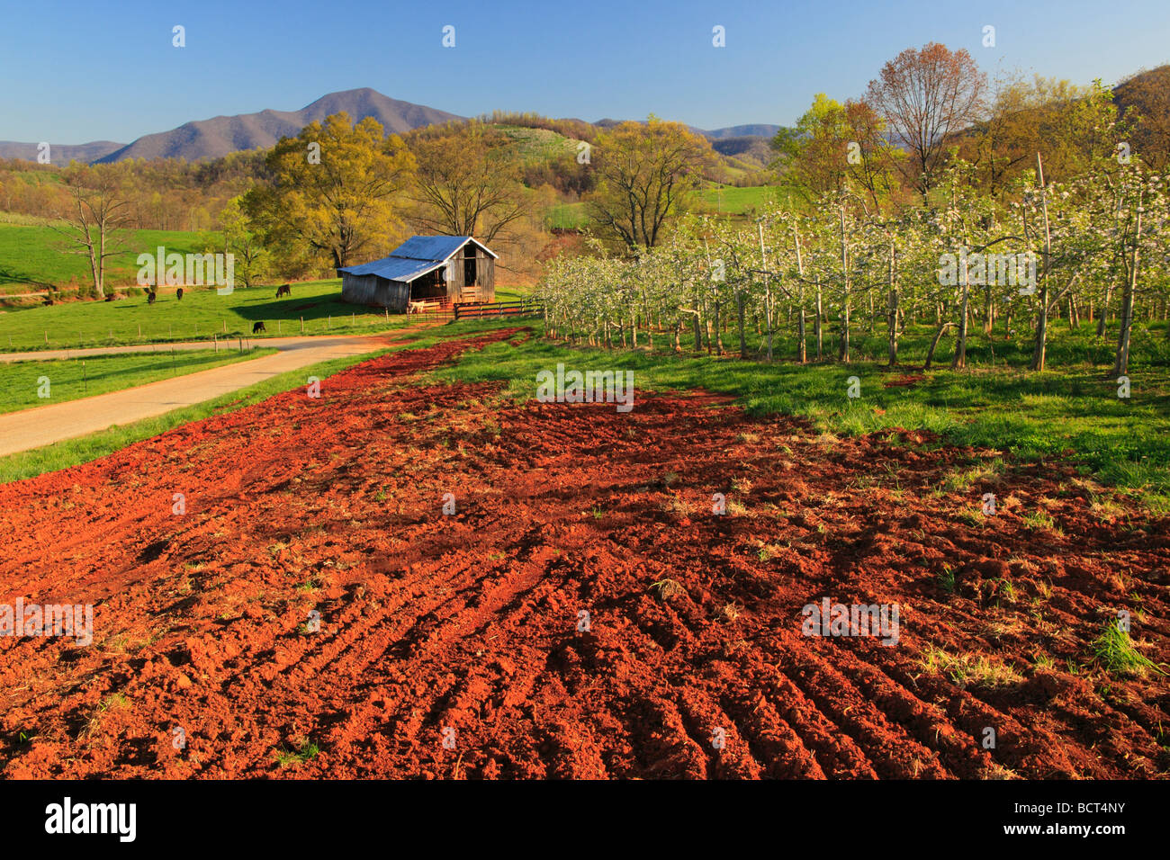 Apple Orchard Roseland Nelson County Virginia Stock Photo - Alamy