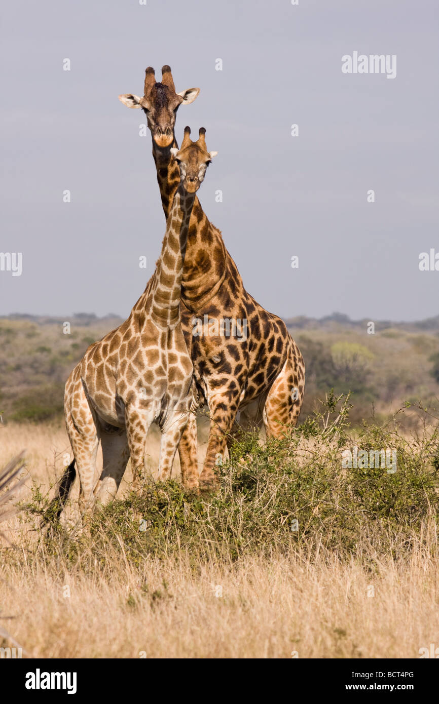 A tower (or kaleidoscope) of giraffes is formed when two or more ...