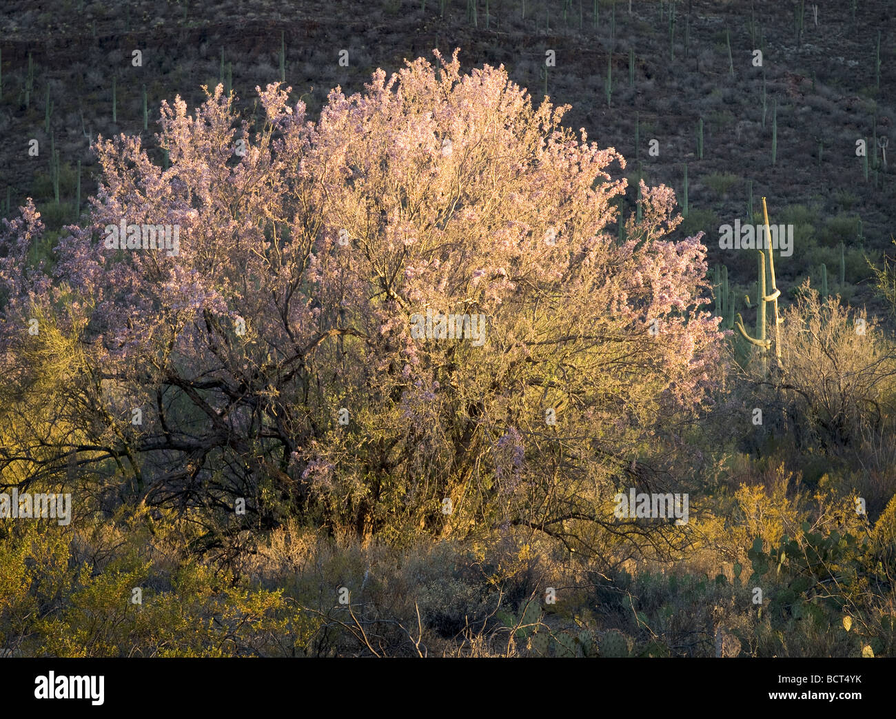 Ironwood tree lit by evening sun in sonoran desert, arizona with ...