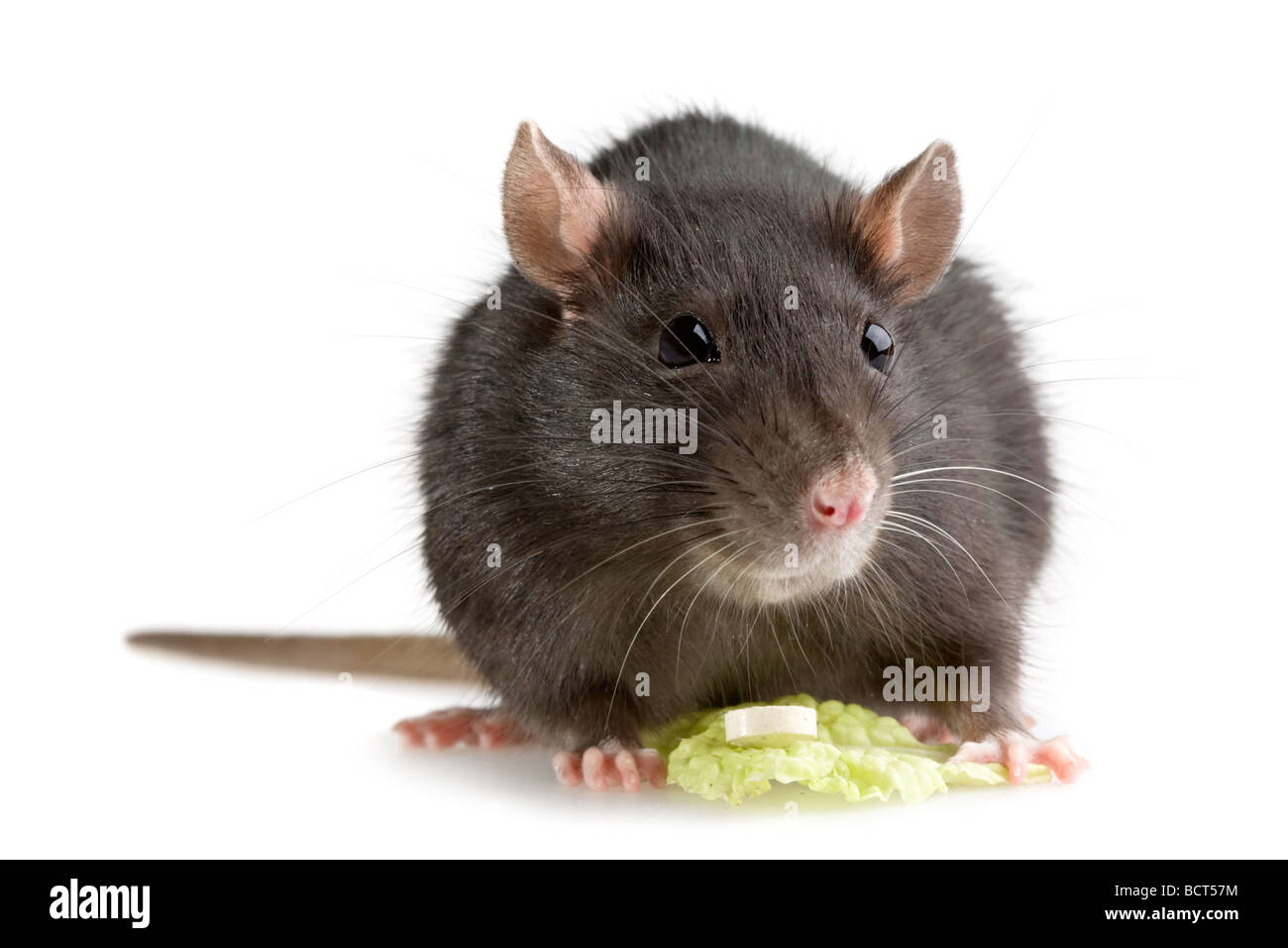 funny rat close up isolated on white background Stock Photo - Alamy