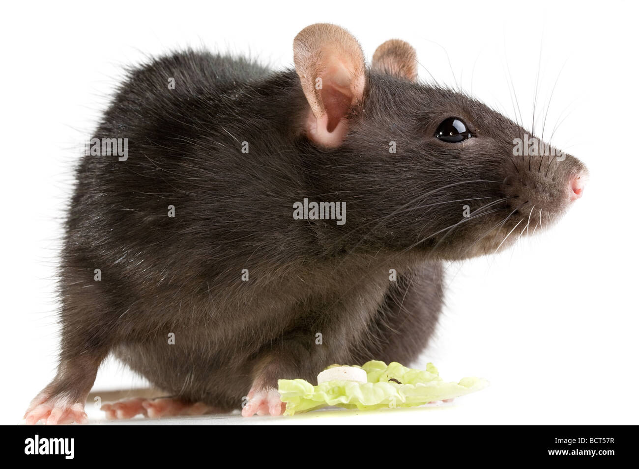 funny rat close up isolated on white background Stock Photo - Alamy