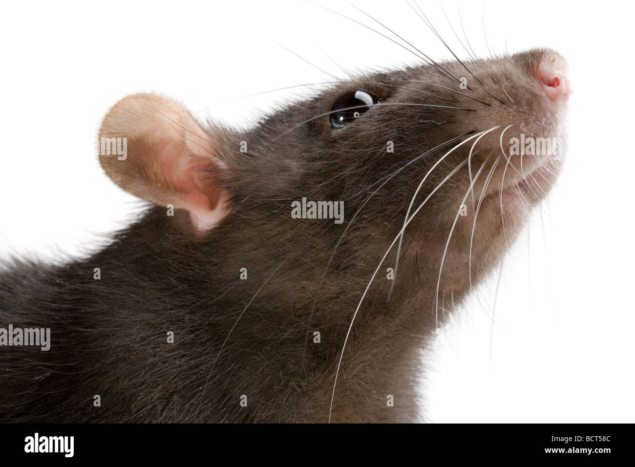 funny rat close up isolated on white background Stock Photo - Alamy