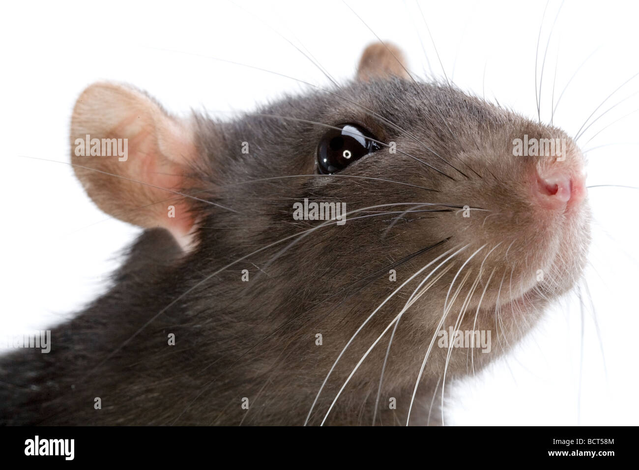 funny rat close up isolated on white background Stock Photo - Alamy
