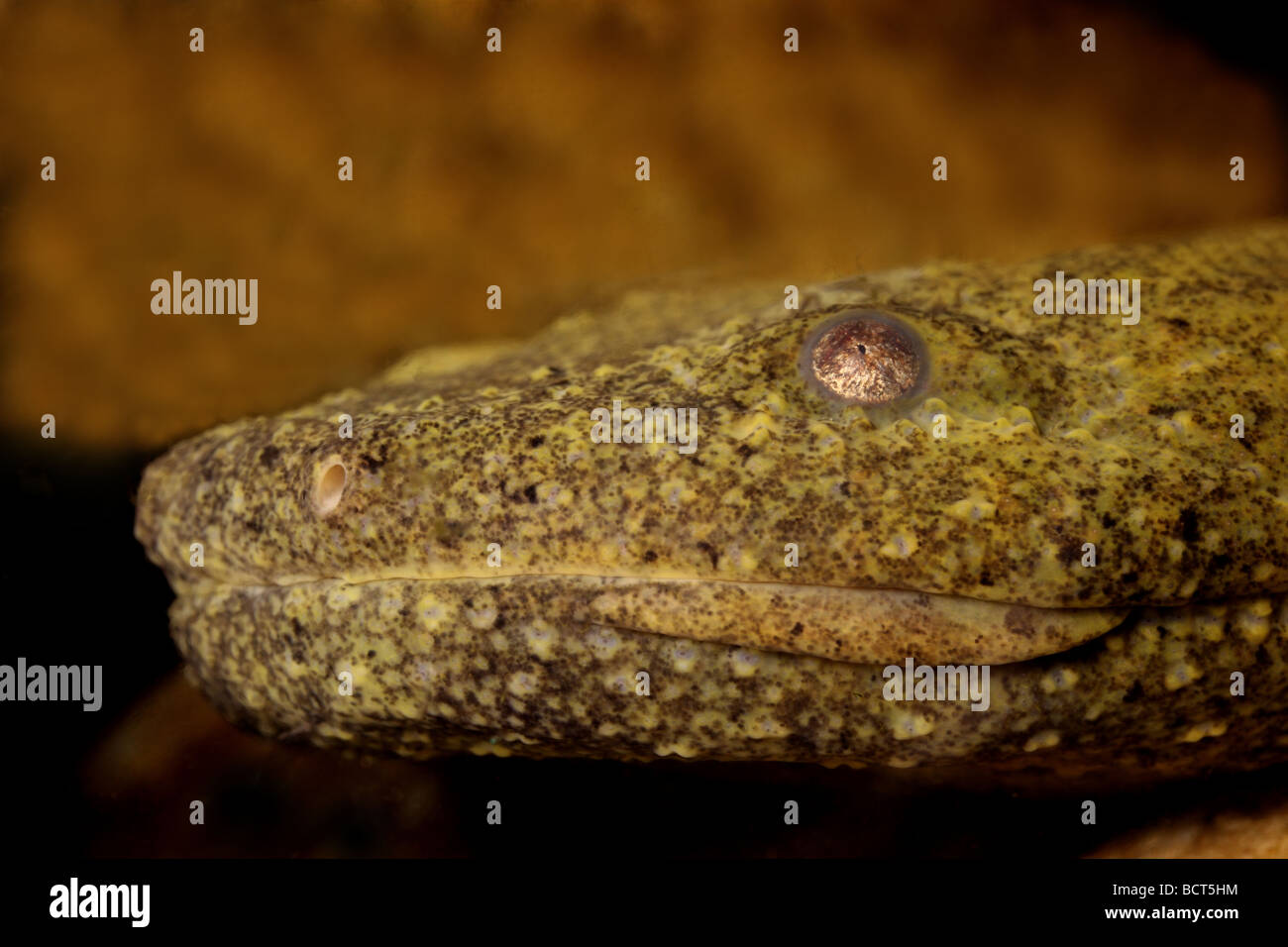 Cryptobranchus Alleganiensis Preserved