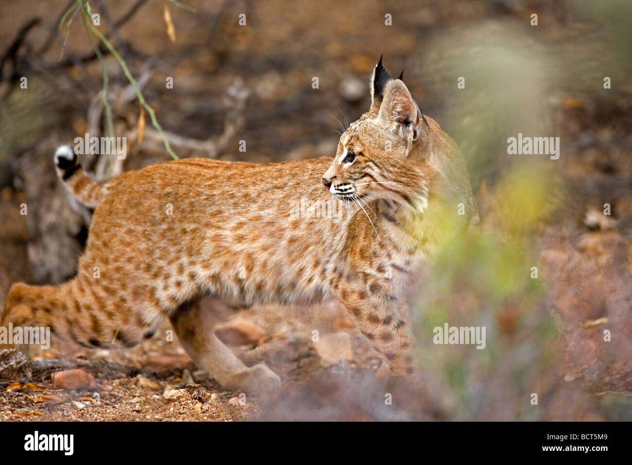 Bobcat (Lynx rufus ) Arizona - Standing in desert Stock Photo - Alamy