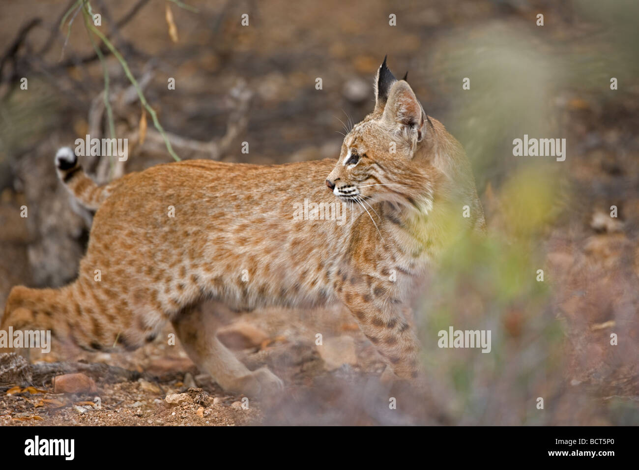 Bobcat (Lynx rufus ) Arizona - Standing in desert Stock Photo - Alamy