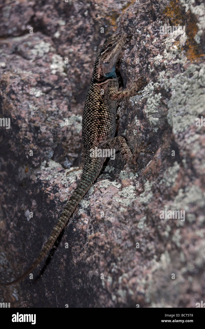 Mountain Spiny Lizard (Sceloporus jarrovii) Arizona - Sunning on rock Also called Yarrow Lizard ...