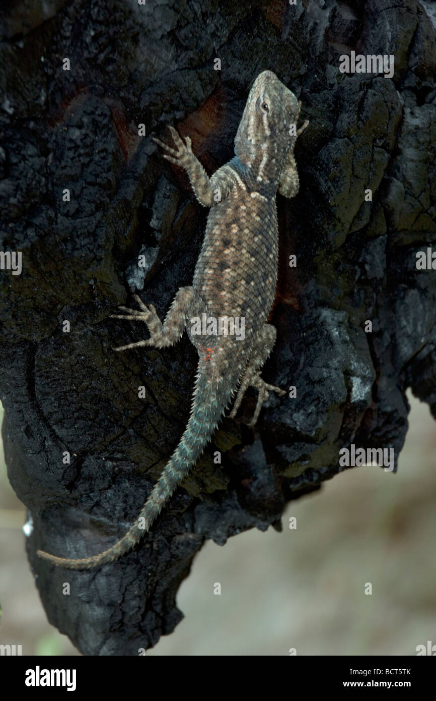 Mountain Spiny Lizard (Sceloporus jarrovii) Arizona - Sunning on burned stump Stock Photo - Alamy
