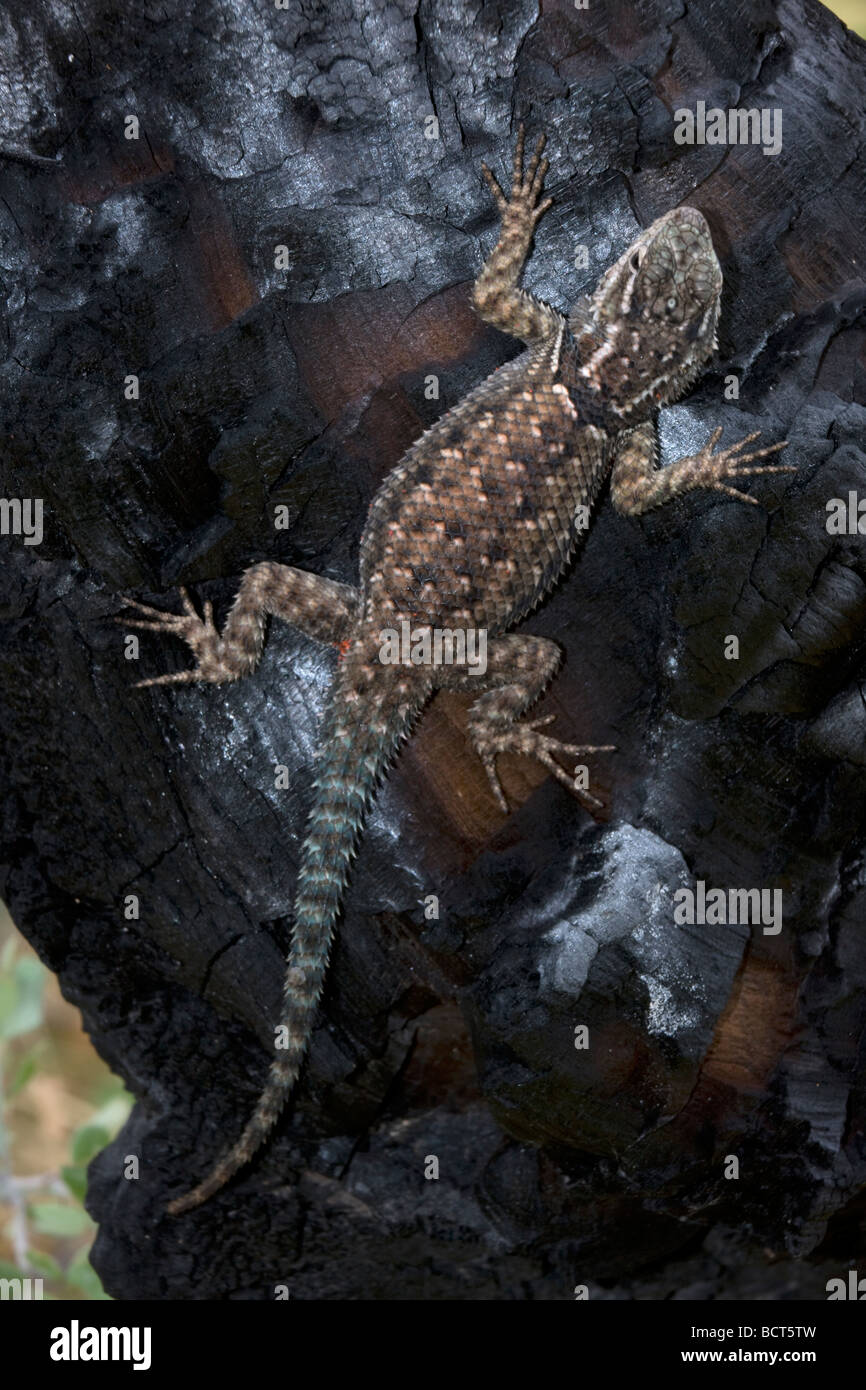 Mountain Spiny Lizard (Sceloporus jarrovii) Arizona - Sunning on burned ...