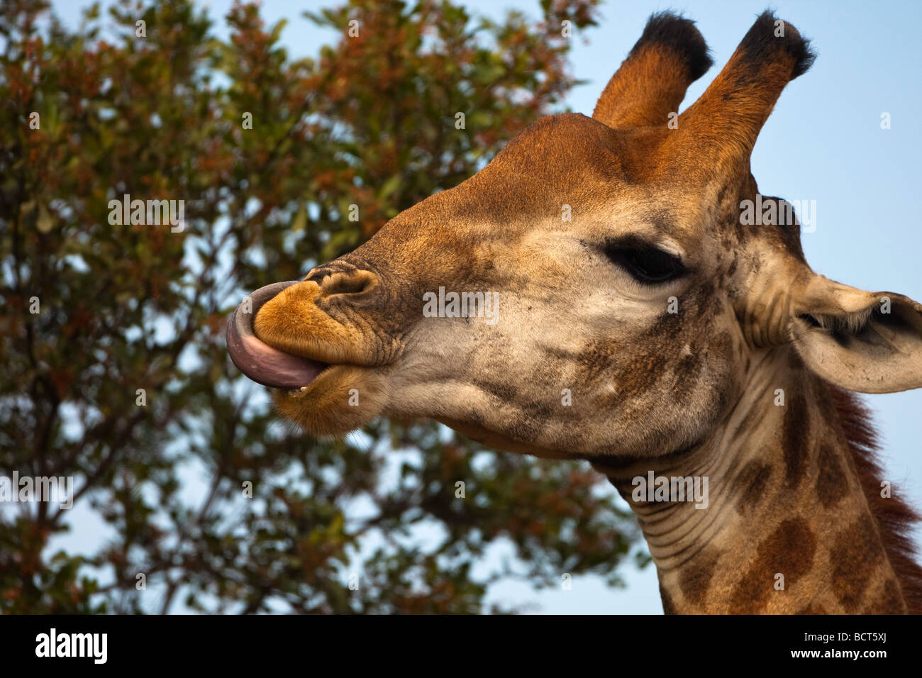 giraffe licking lips Stock Photo - Alamy