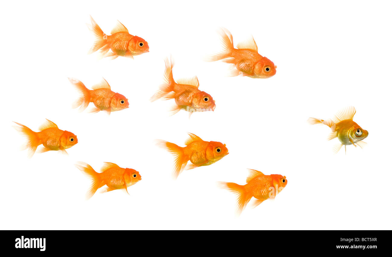 School of Goldfish in front of a white background, studio shot Stock ...