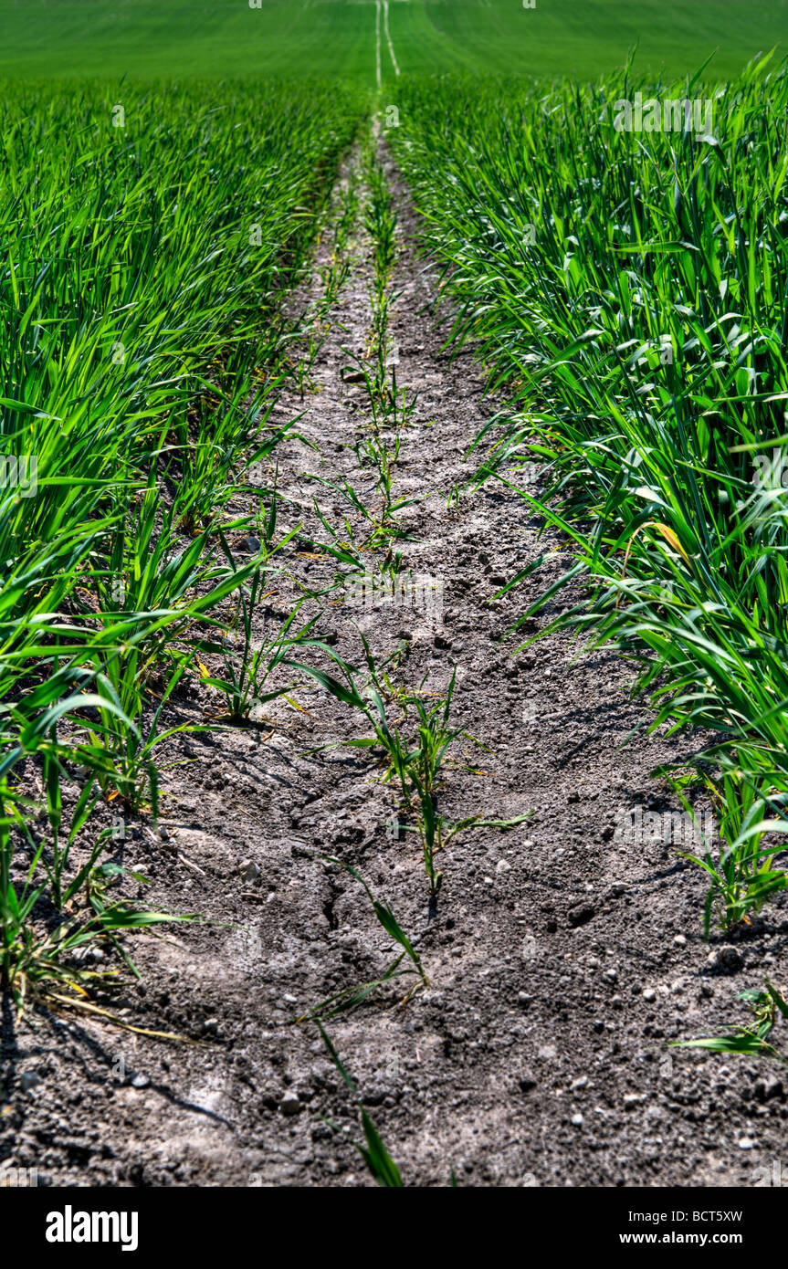 Dried tractor track imprints fading into the distance in crop field ...