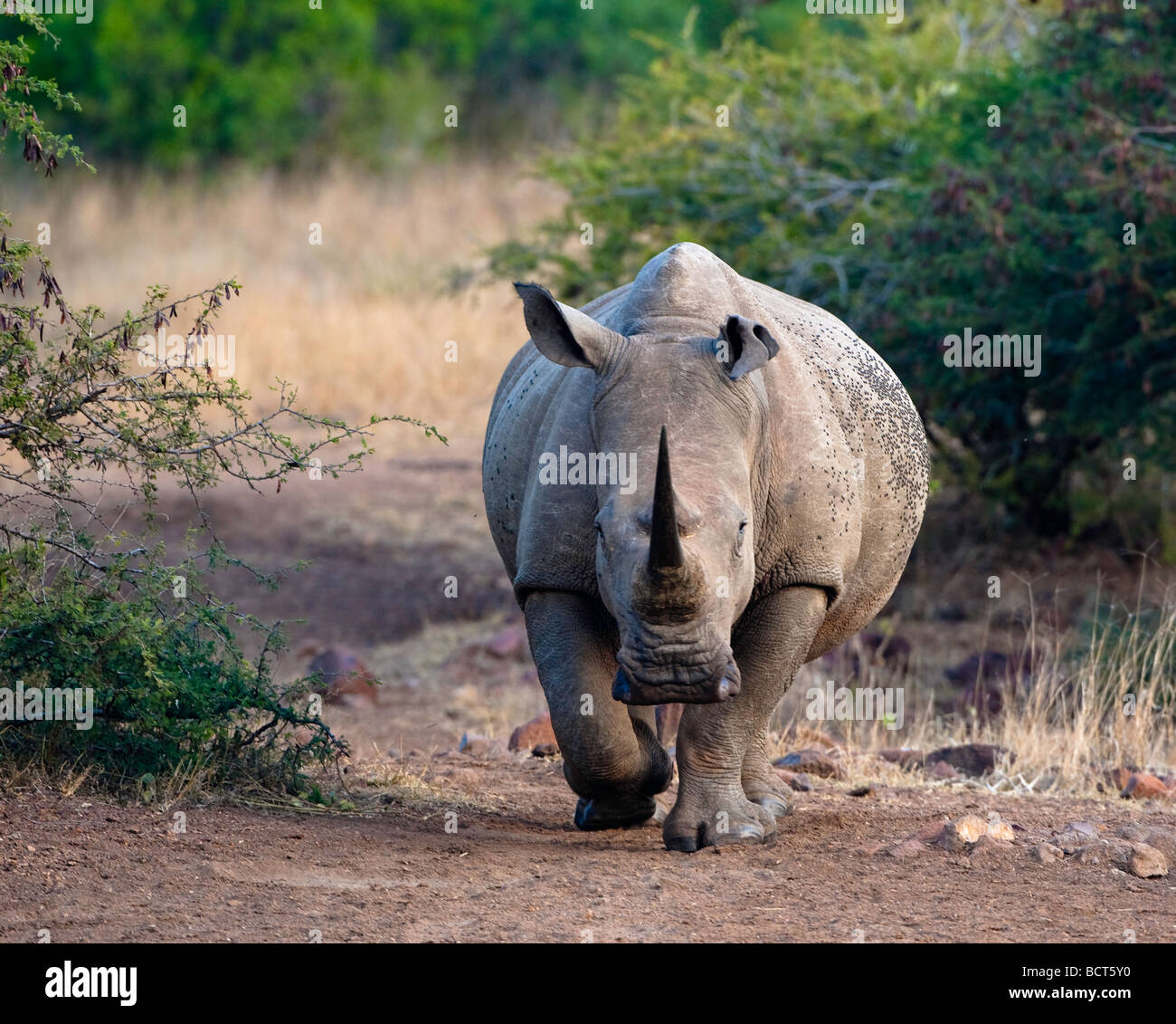Rhino ear hi-res stock photography and images - Alamy