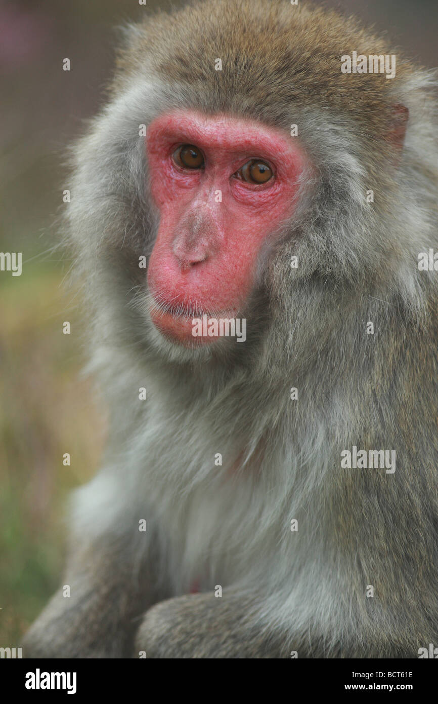The Japanese Macaque (Macaca fuscata), also known as the Snow Monkey ...