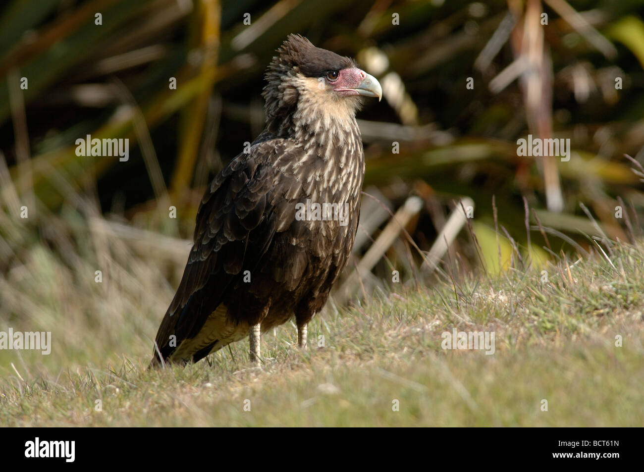 Crested Caracara in the Falklands Stock Photo - Alamy