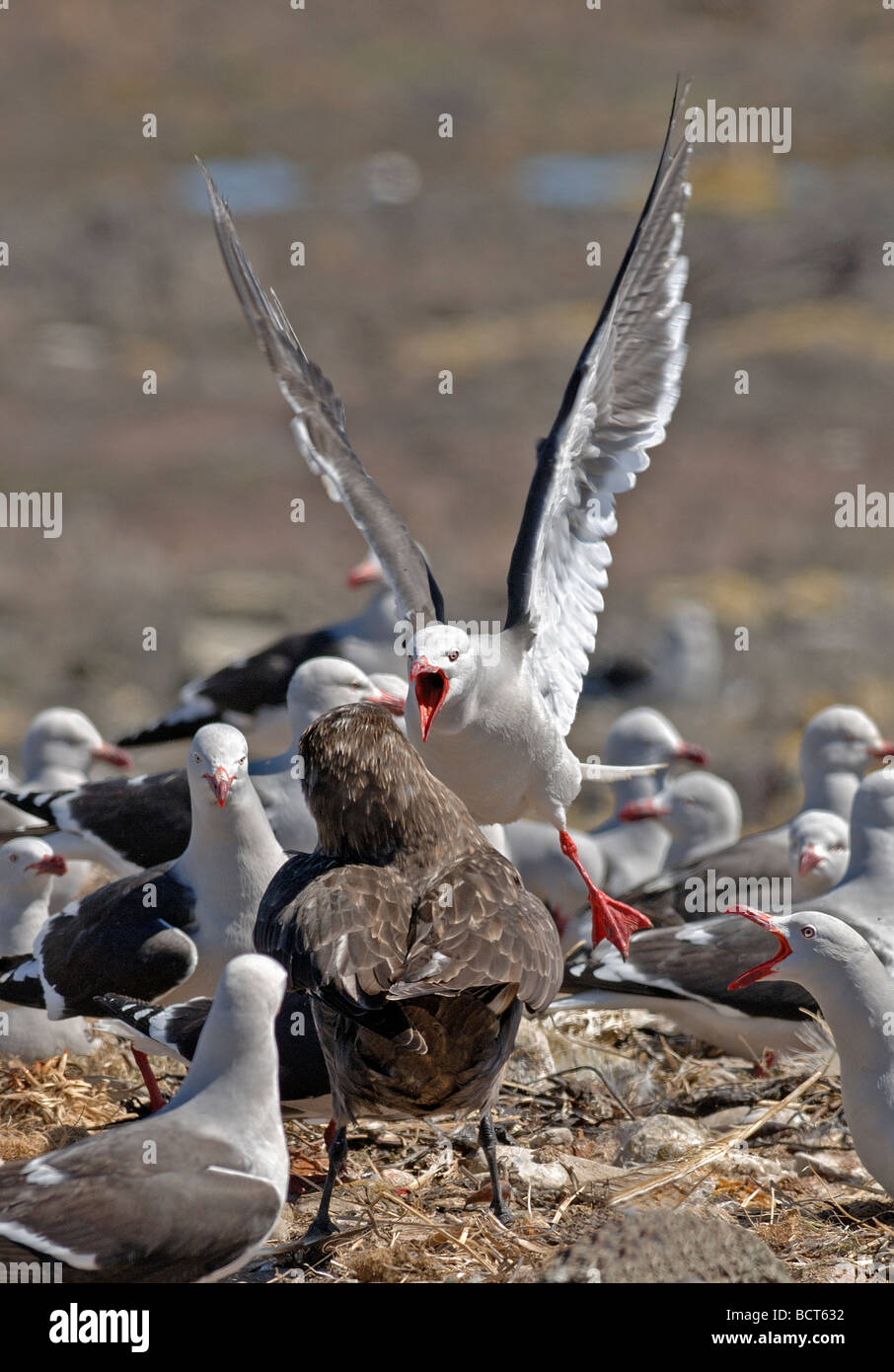 Dolphin Gull defending nest from a Skua Stock Photo - Alamy