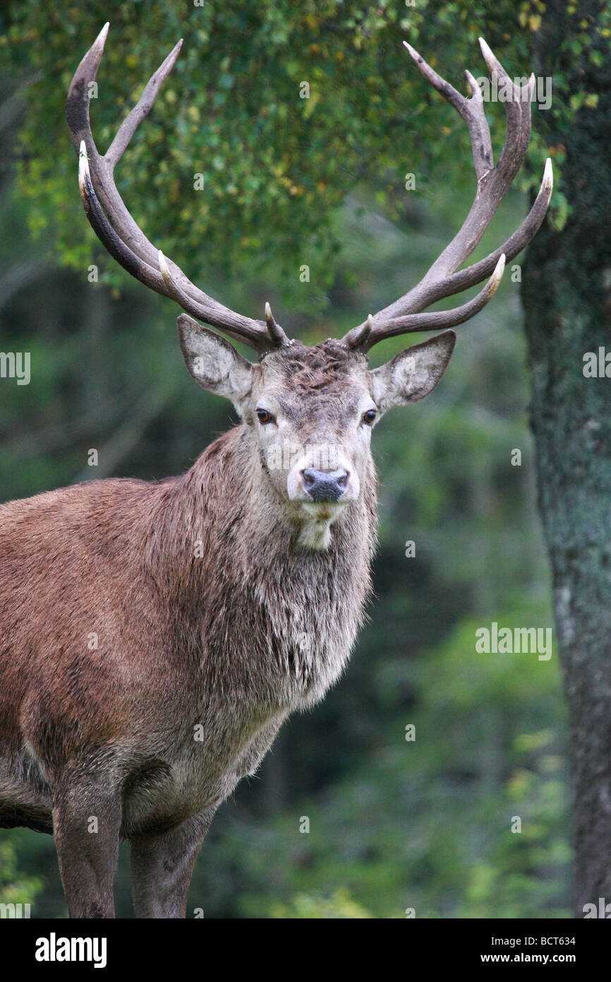 Species of deer hi-res stock photography and images - Alamy