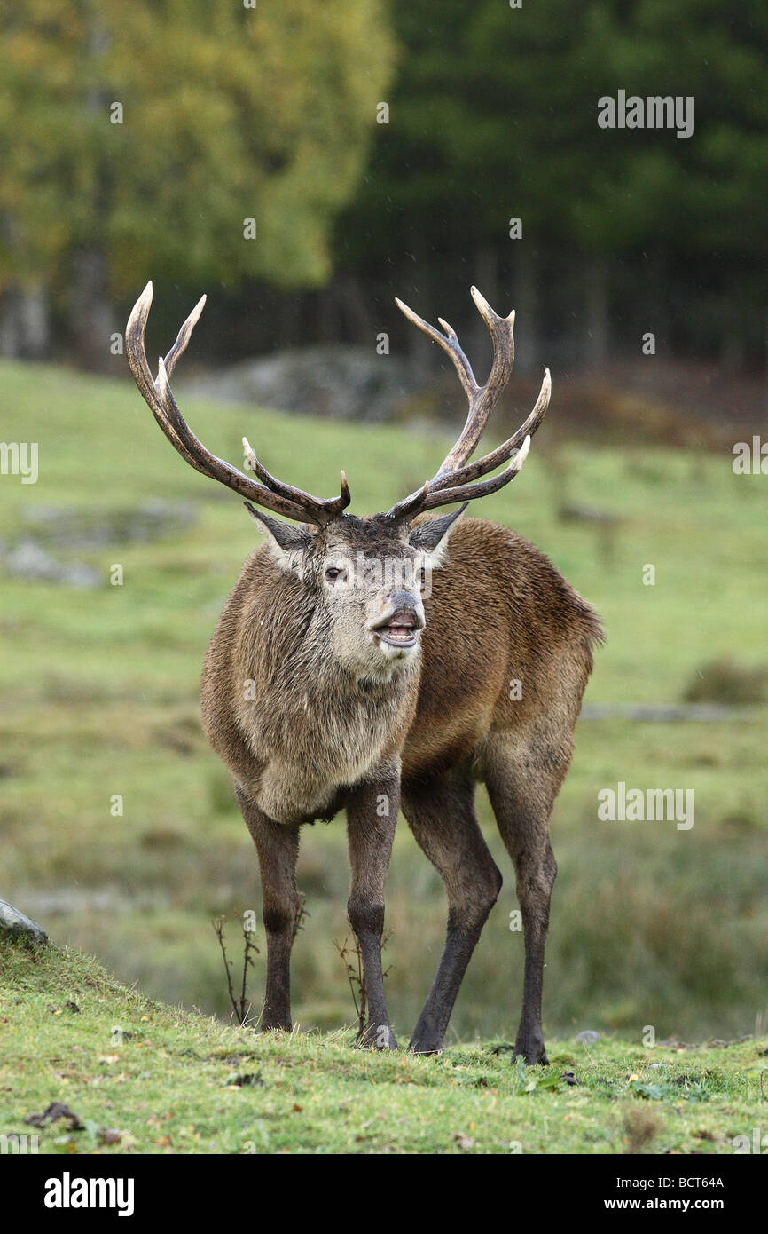 The Red Deer (Cervus elaphus) is one of the largest deer species. The ...