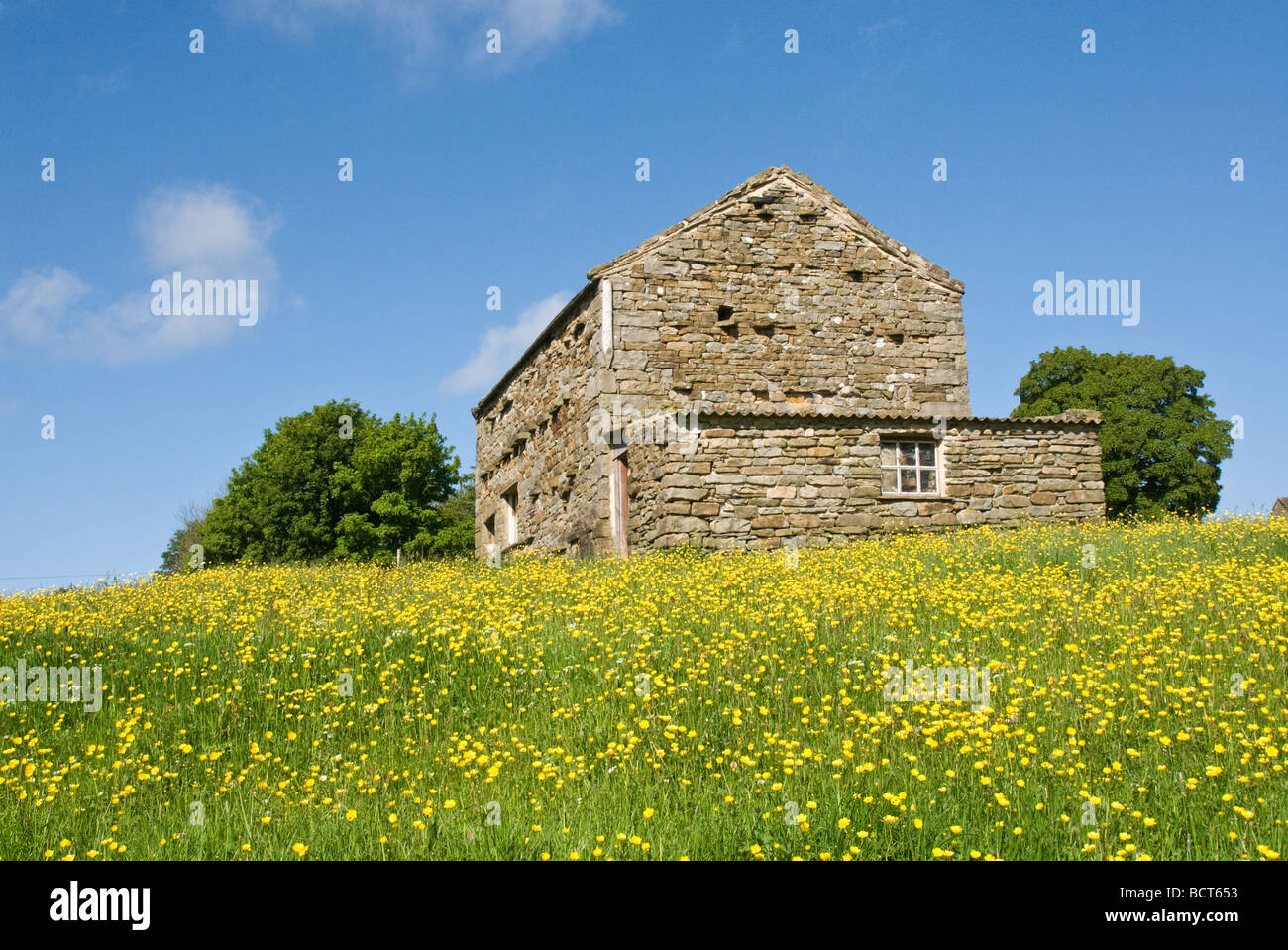barn and spring flowers in a traditional hay meadow in Swaledale Stock ...
