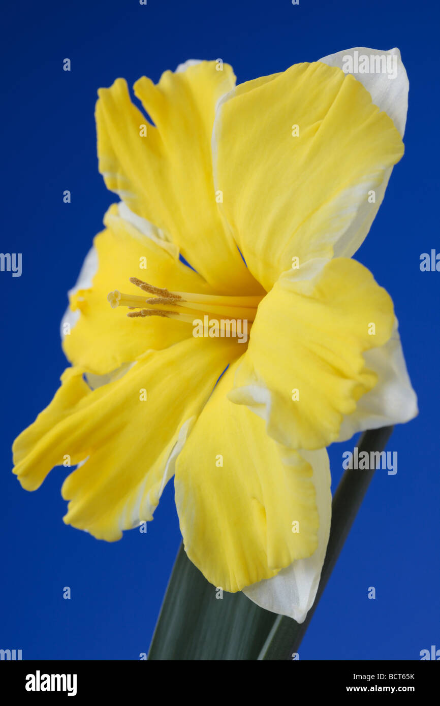 Narcissus 'Cassata' (Daffodil) Div.11a Split corona: Collar Stock Photo ...